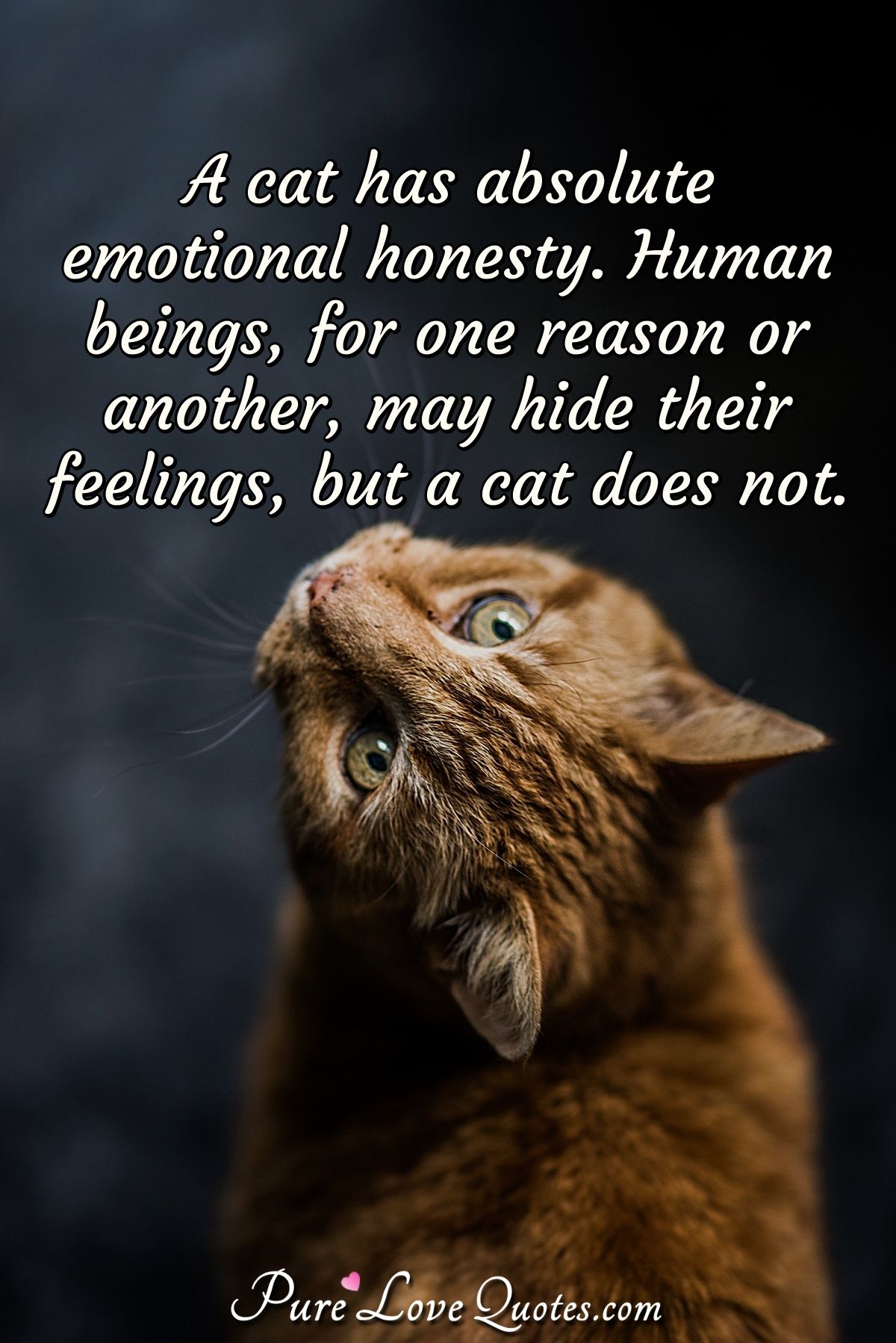 Animal Love Quotes PureLoveQuotes