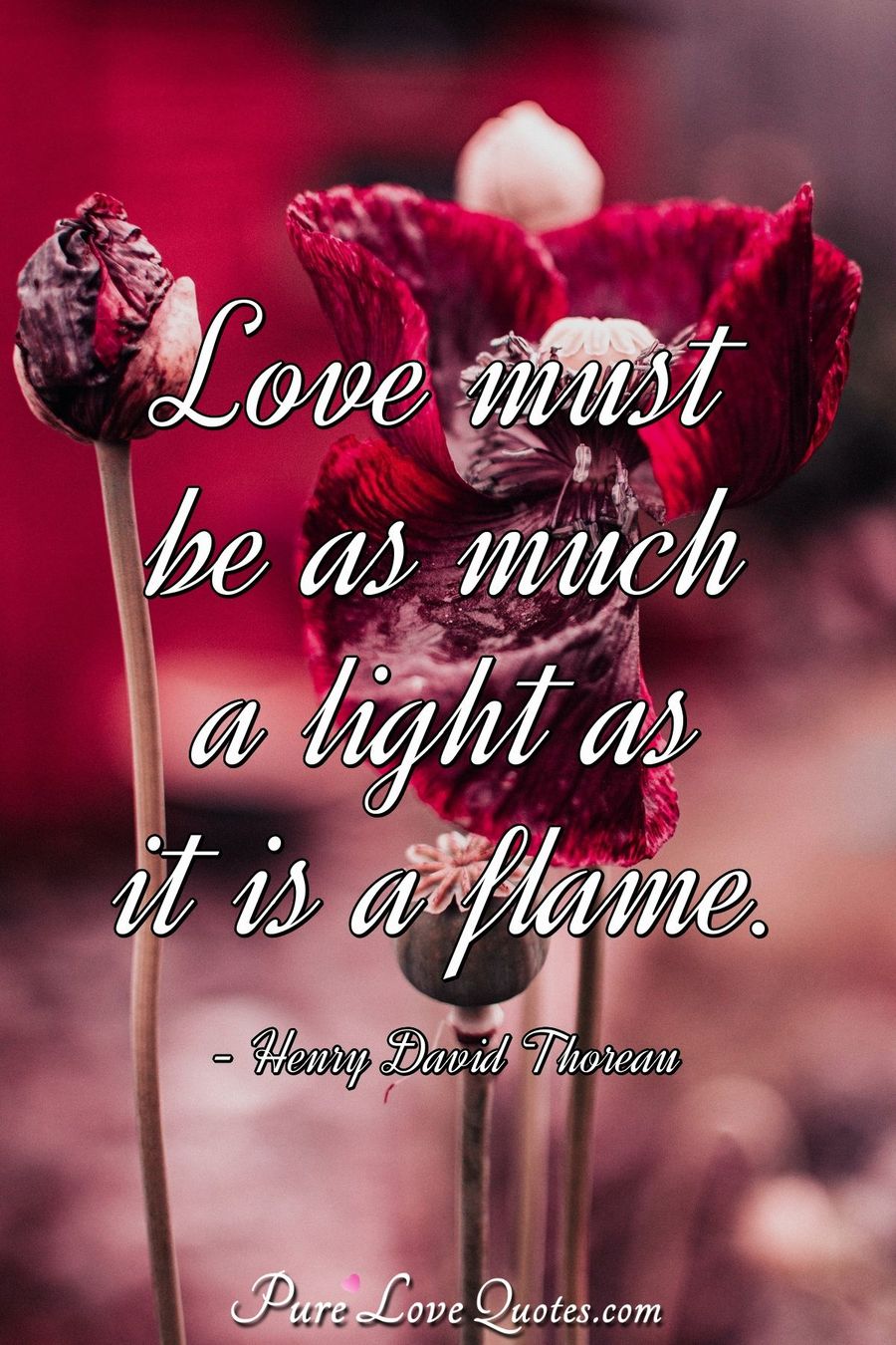 Love must be as much a light as it is a flame. | PureLoveQuotes