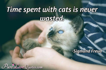 Time spent with cats is never wasted. | PureLoveQuotes
